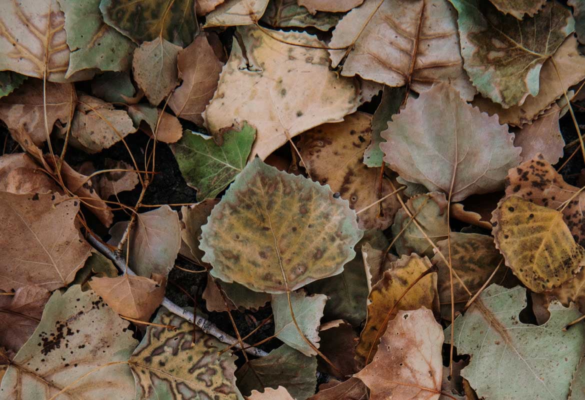 Tips: How to clean your trampoline?